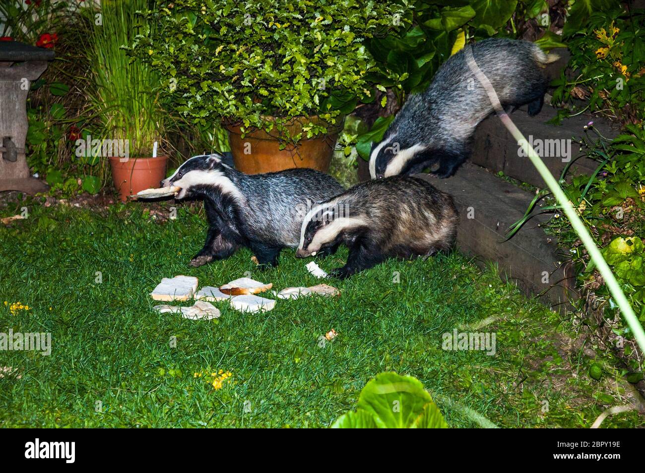 European badgers eating bread on the lawn of a garden in Devon, UK ...