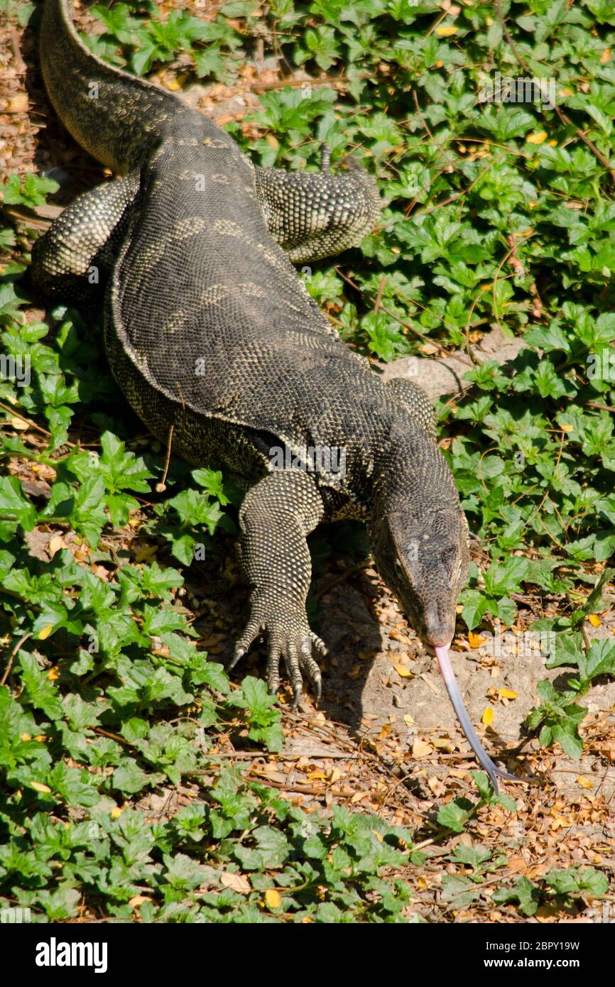 water monitor live habitat where is water ,lake and river Stock Photo ...