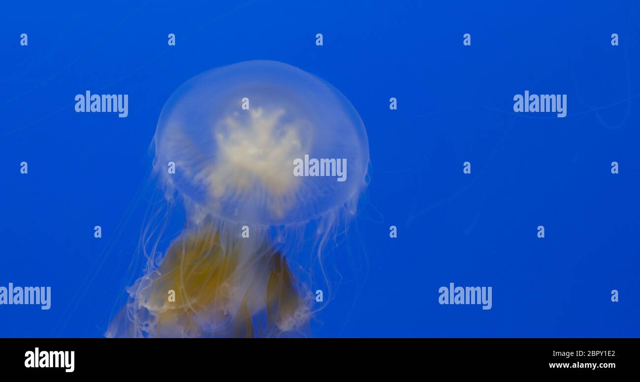 Jelly fish in water tank Stock Photo - Alamy