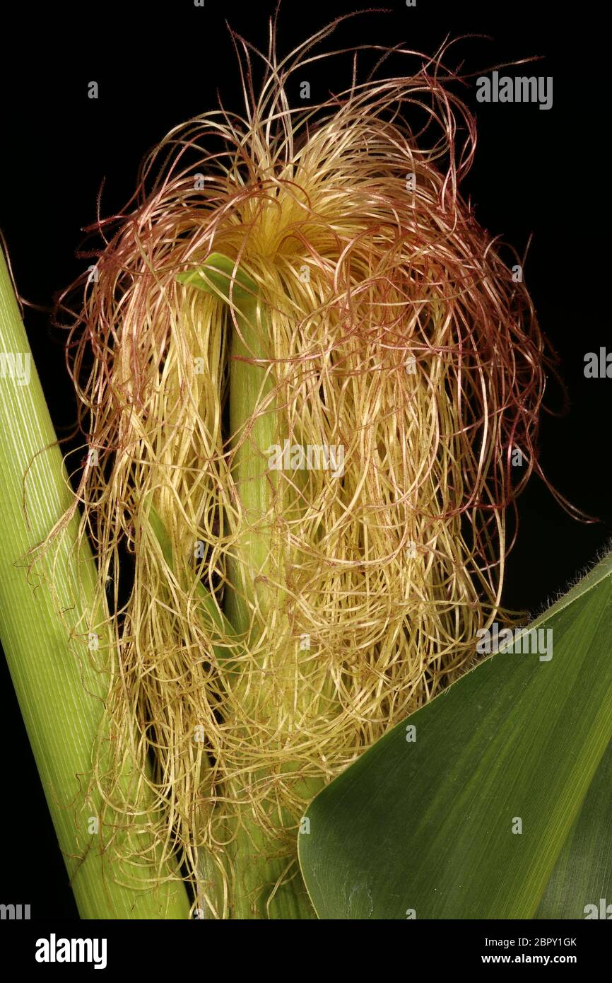 Maize (Zea mays). Female Inflorescence Detail Closeup Stock Photo - Alamy
