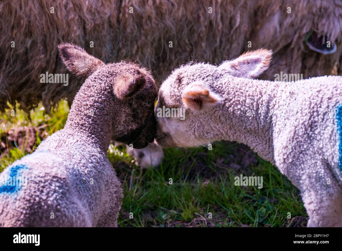 Sheep head picture hi-res stock photography and images - Alamy
