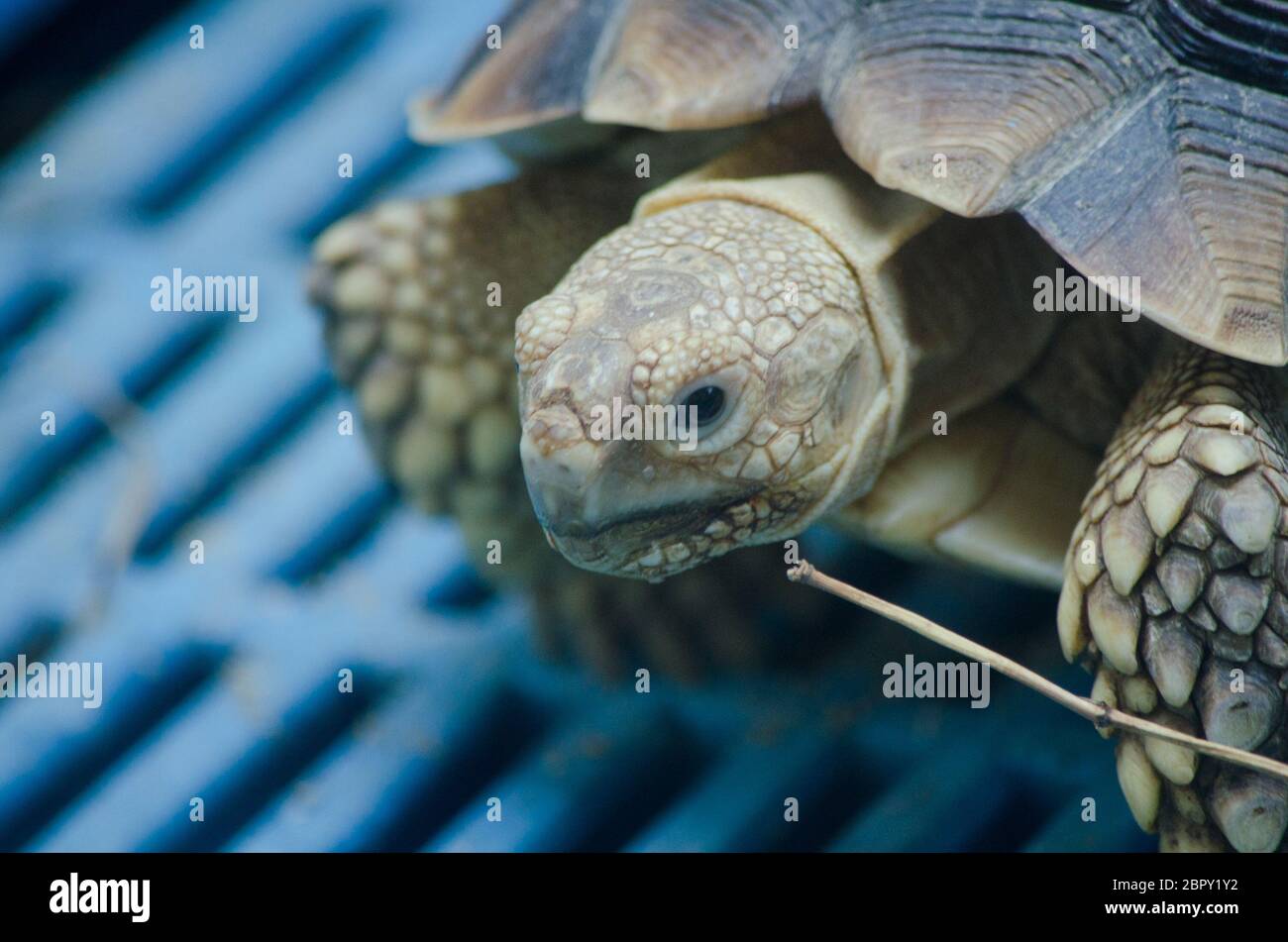 big turtle is many years old , it like-eatting vegetarian Stock Photo ...