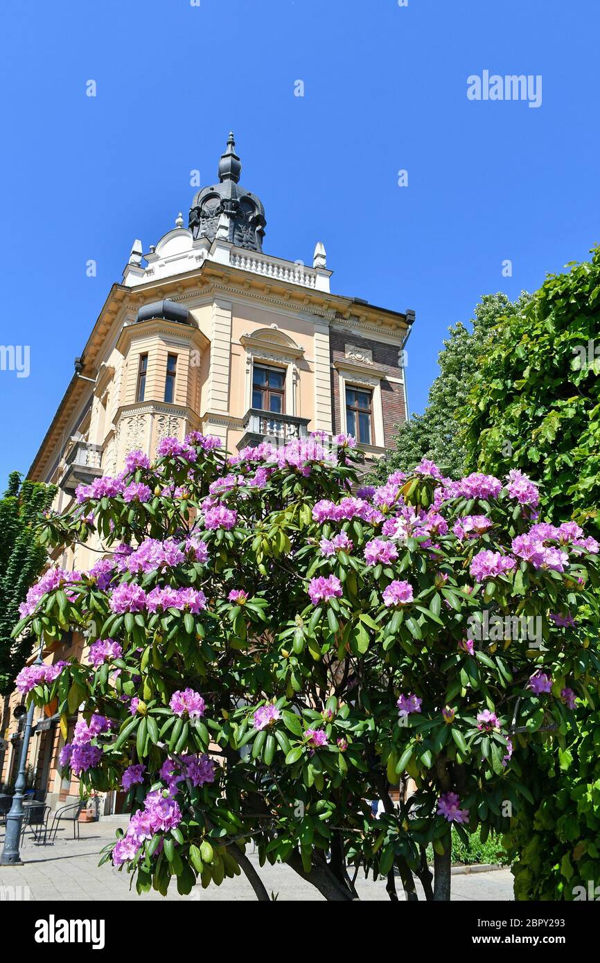 Debrecen hungary flower hi-res stock photography and images - Alamy