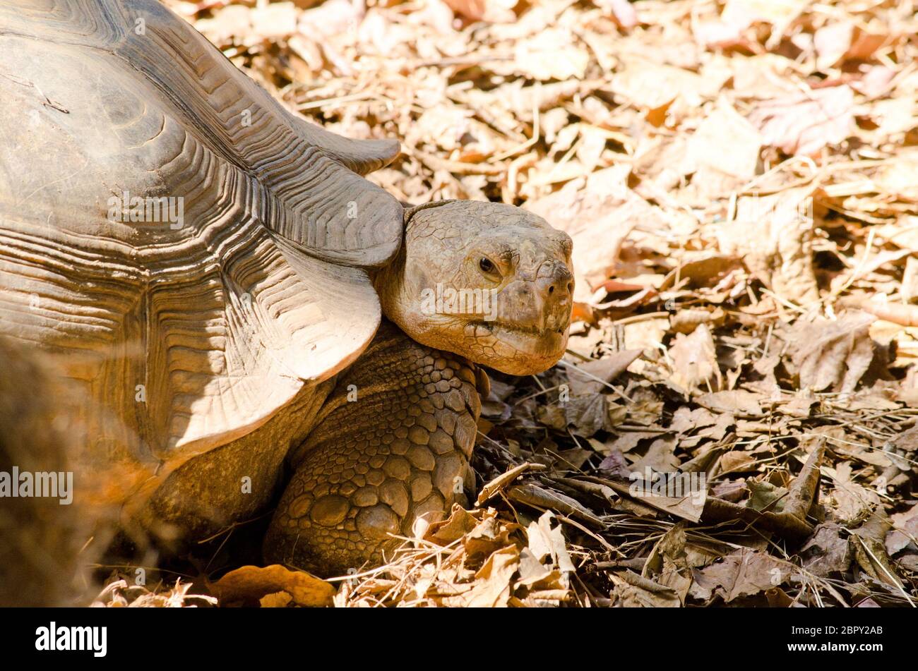 big turtle is many years old , it like-eatting vegetarian Stock Photo ...