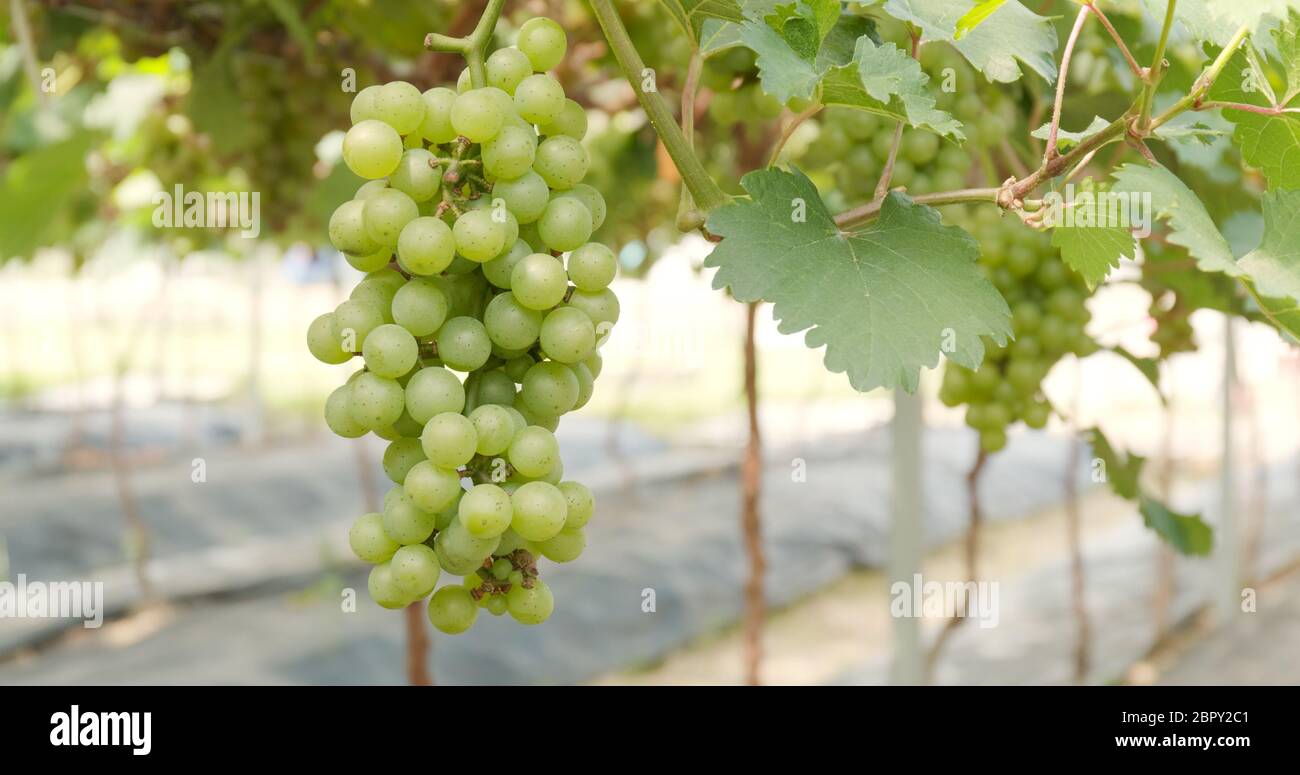 Green grape farm garden Stock Photo - Alamy