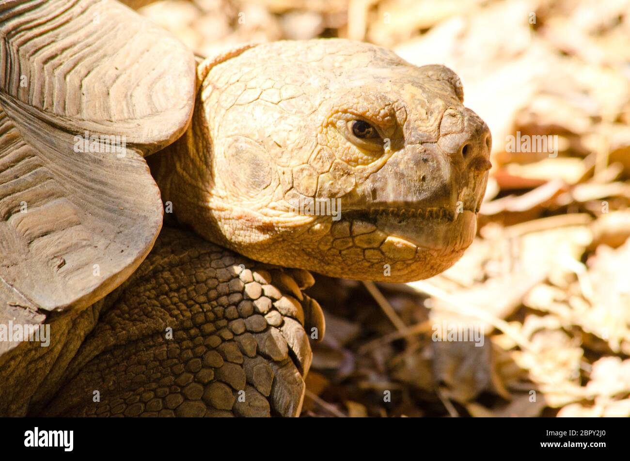 Big turtle hi-res stock photography and images - Alamy
