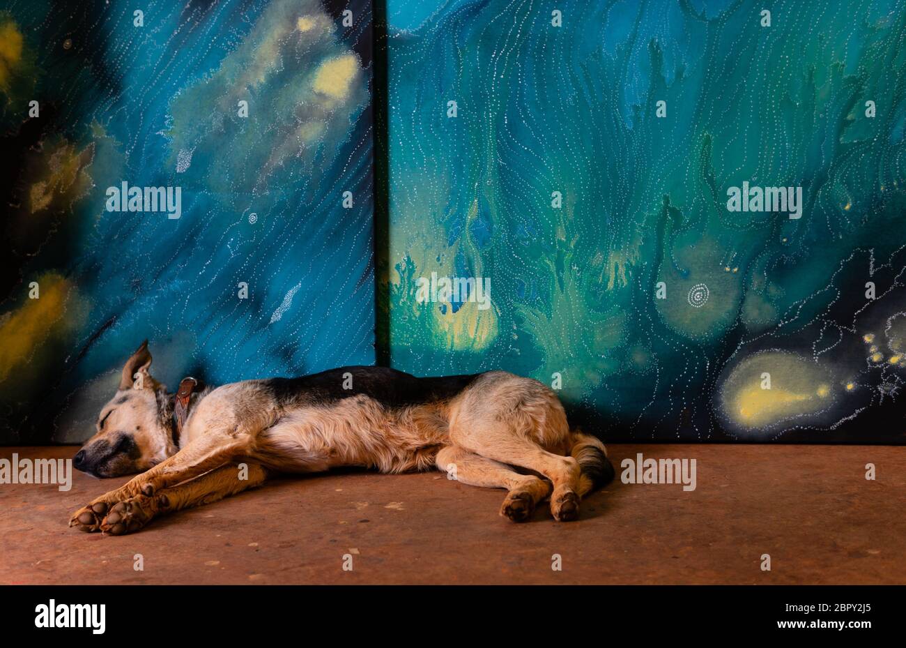 DOG SLEEPING, IN ABORIGINAL ART CENTER Stock Photo - Alamy