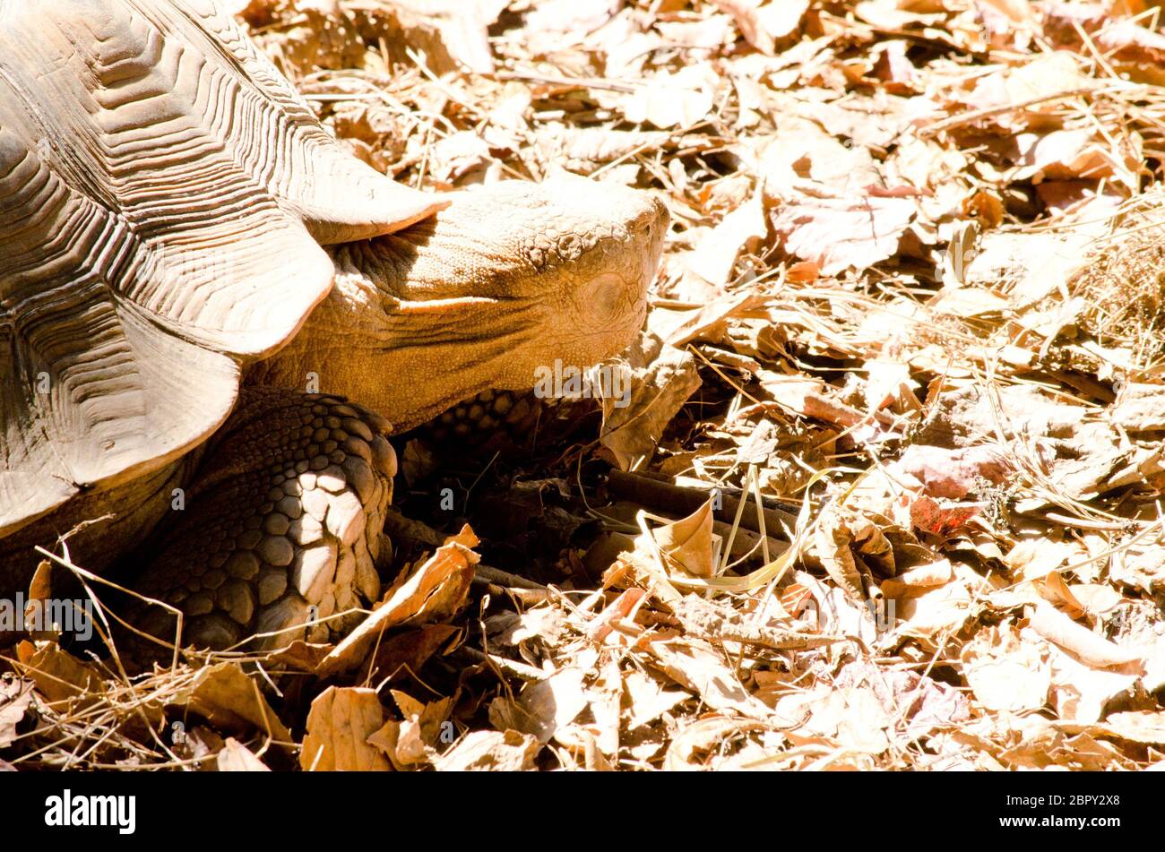 big turtle is many years old , it like-eatting vegetarian Stock Photo ...