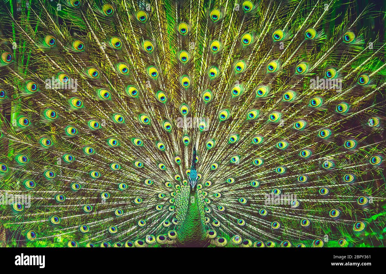 Amazing peacock tail, beautiful colorful bird feathers, abstract ...