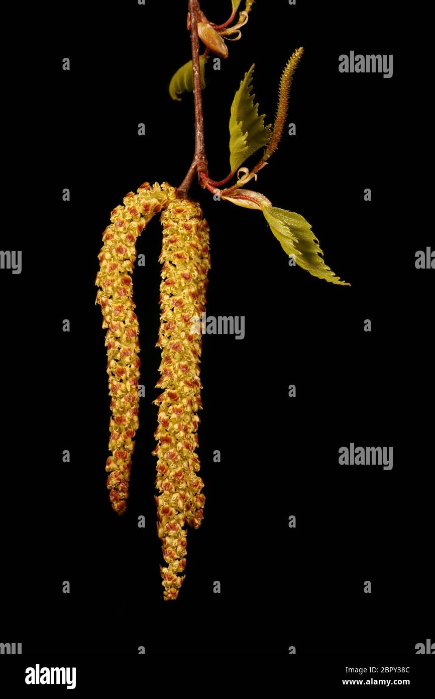 Male flower silver birch betula hi-res stock photography and images - Alamy