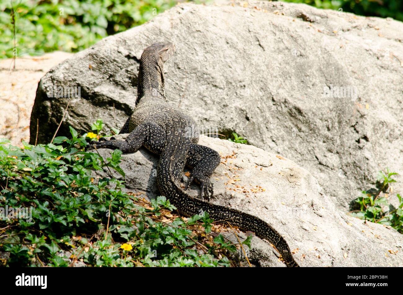 water monitor live habitat where is water ,lake and river Stock Photo ...