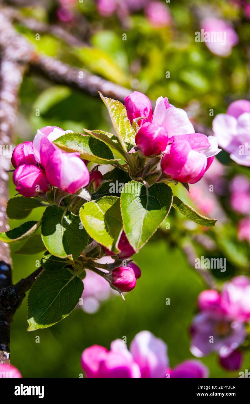 Cider apple tree hi-res stock photography and images - Alamy