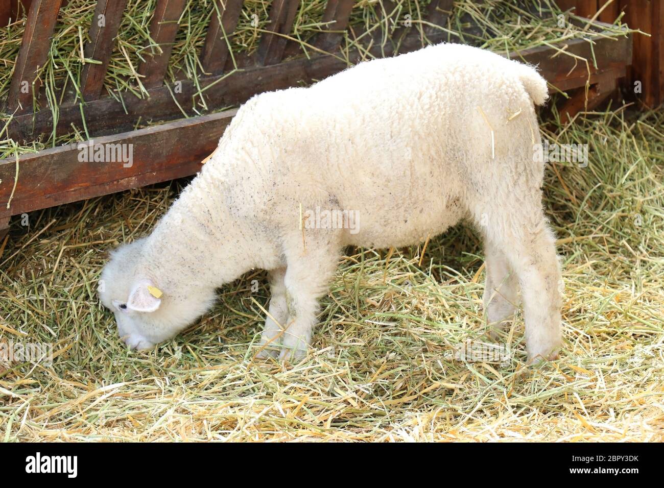 Young lamb inside farm grazing on grass Stock Photo - Alamy