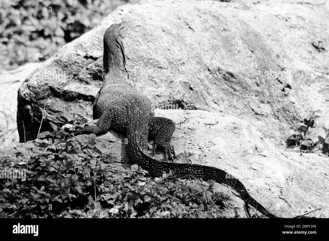 Very dry habitat Black and White Stock Photos & Images - Alamy