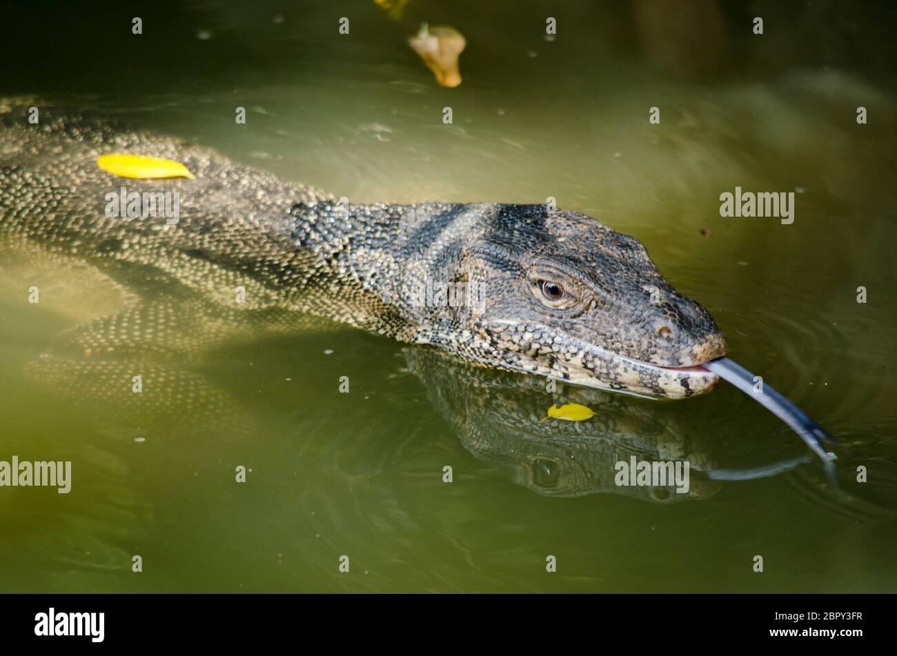 water monitor live habitat where is water ,lake and river Stock Photo ...