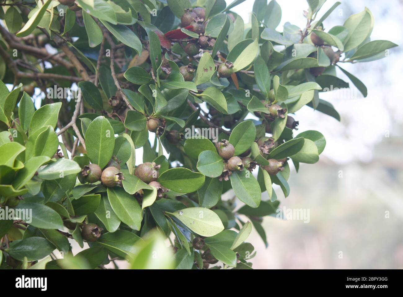 Guavas flower hi-res stock photography and images - Alamy