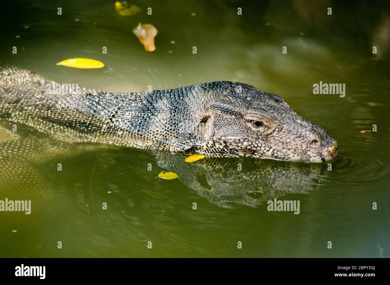 water monitor live habitat where is water ,lake and river Stock Photo ...