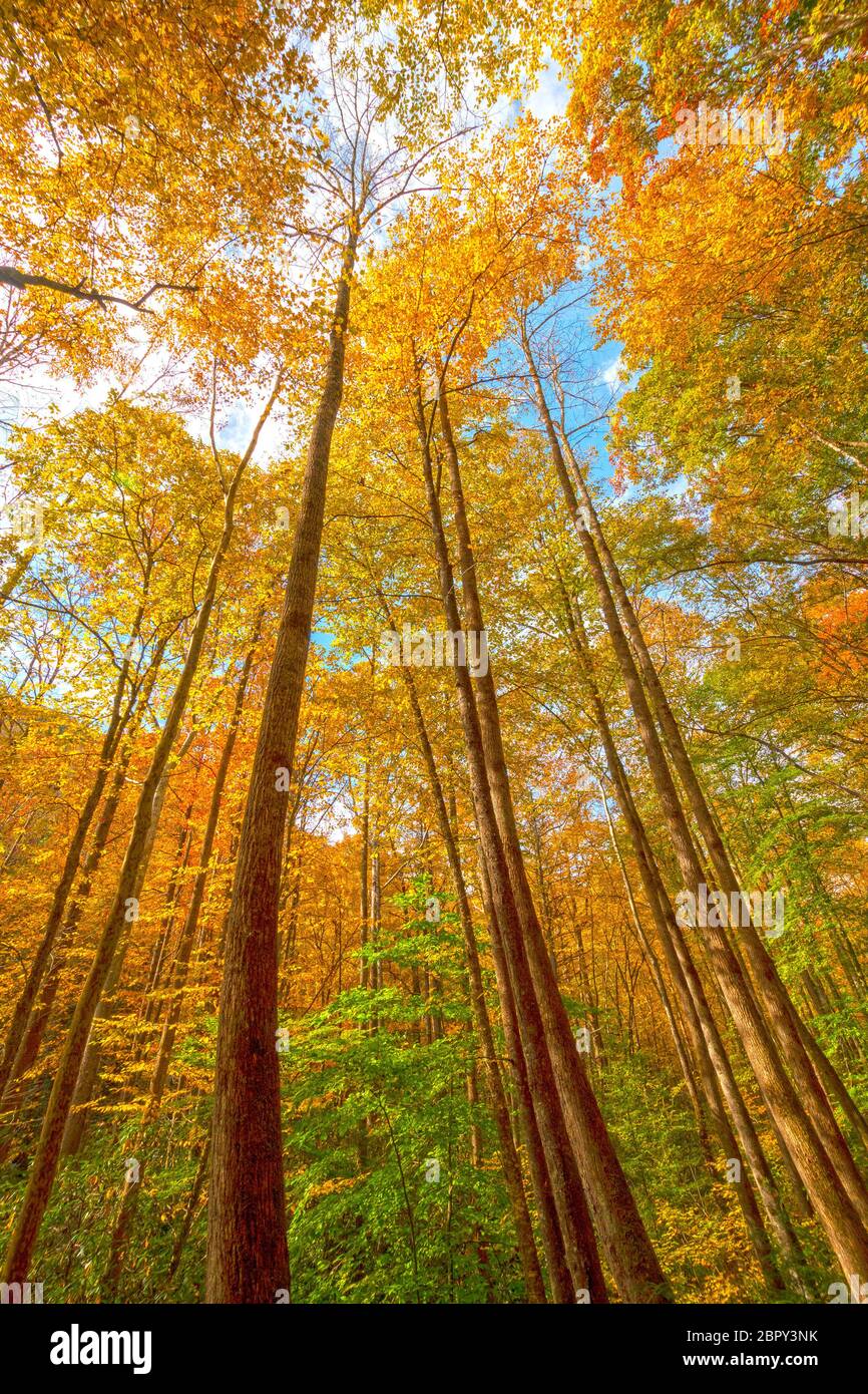 Fall Colors Arching to the Sky in Great Snoky Mountains National Park in North Carolina Stock ...