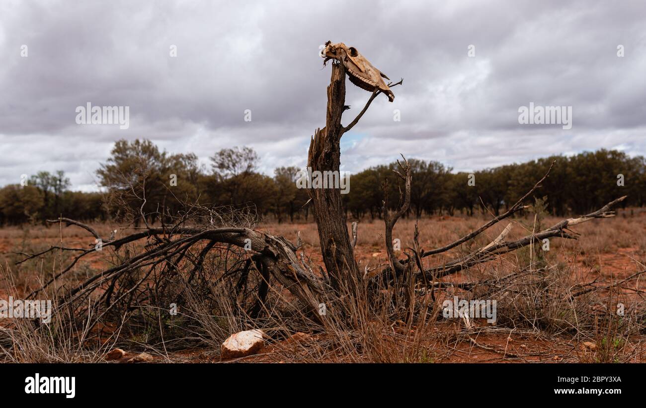 Aboriginal skull hi-res stock photography and images - Alamy