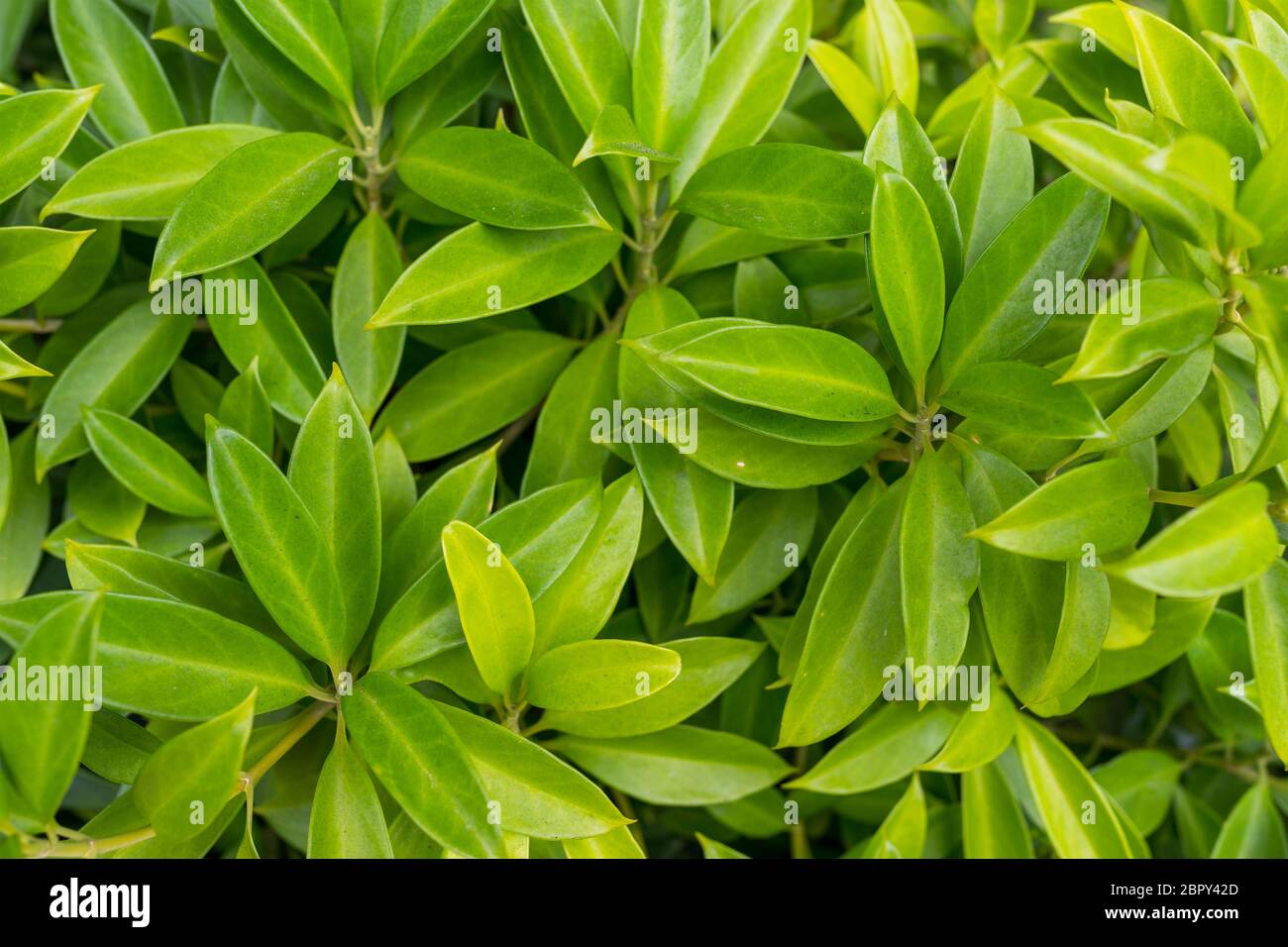 Aerial view of green plant Stock Photo - Alamy