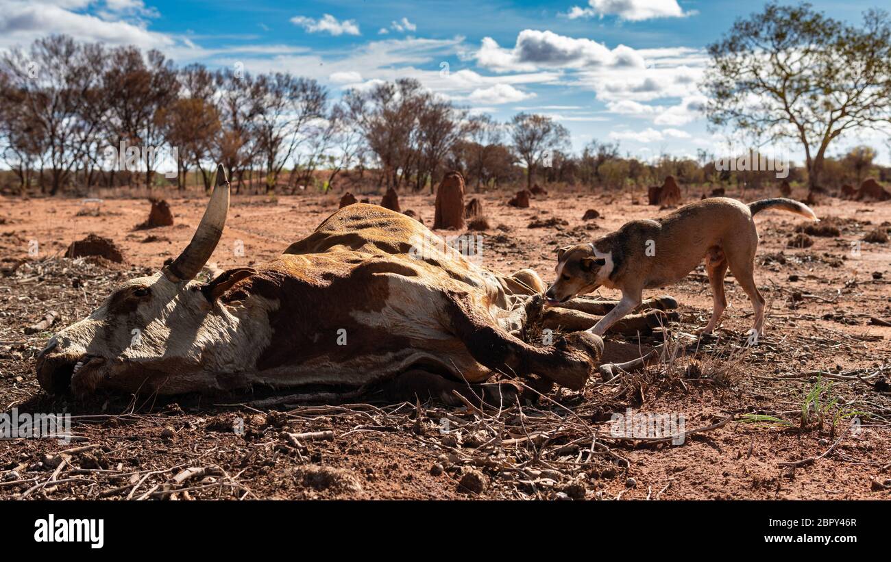 DEAD COW OF dehydration in the australian bush Stock Photo - Alamy
