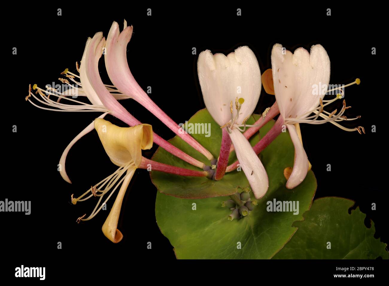 Perfoliate honeysuckle lonicera caprifolium hi-res stock photography ...