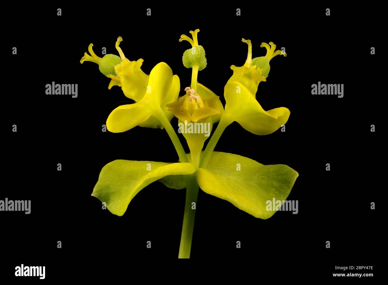 Cyathia High Resolution Stock Photography and Images - Alamy