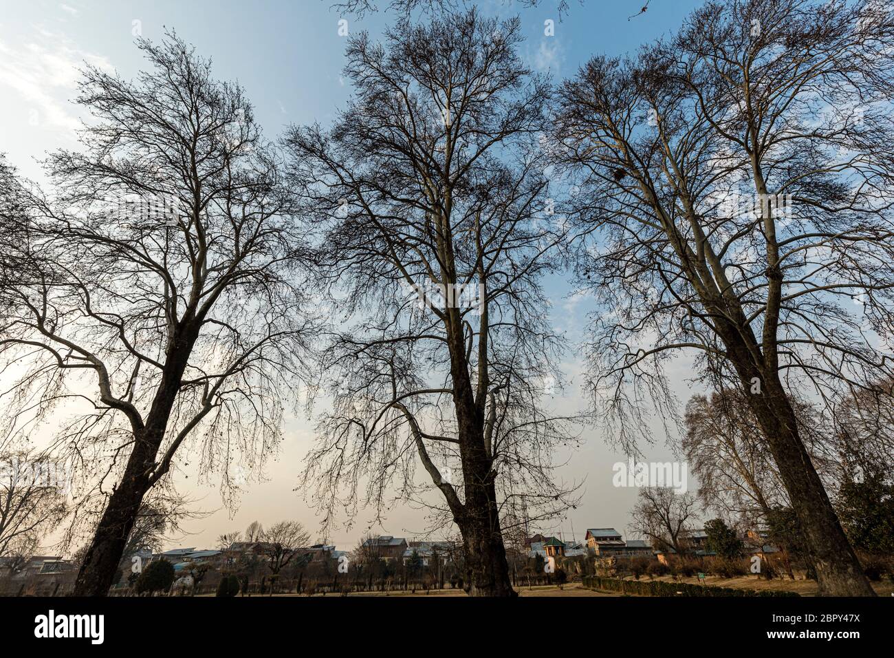 View of tall maple trees shedding leaves at the famous Shalimar garden ...