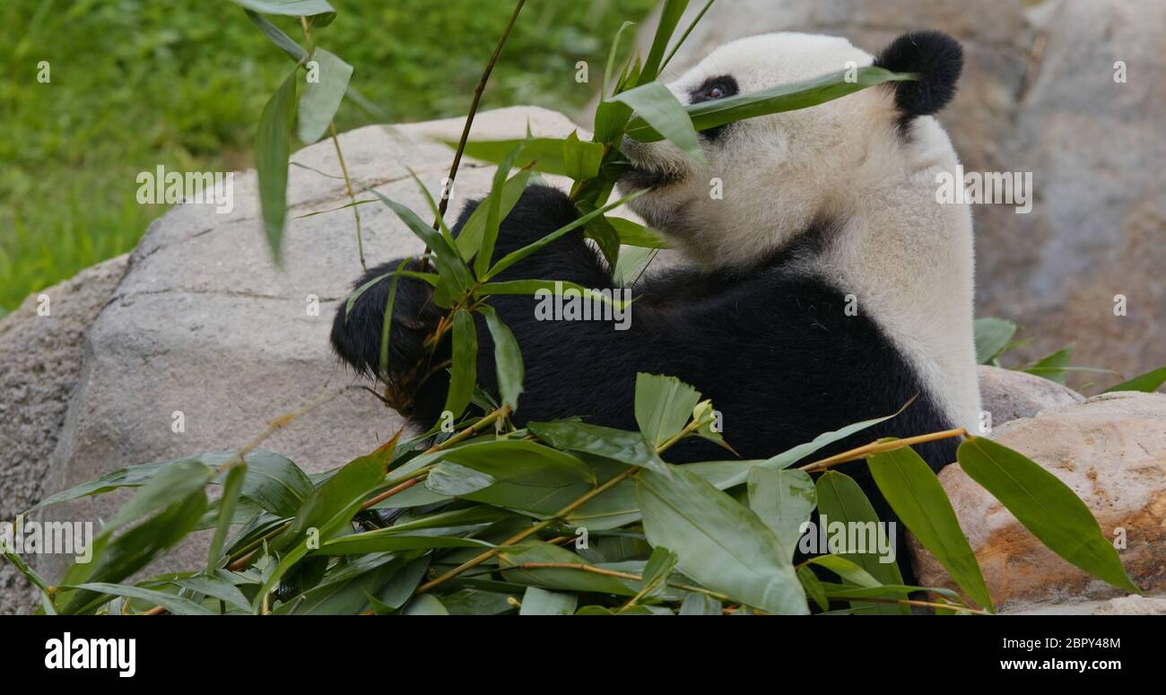 Panda eat eating food hungry hi-res stock photography and images - Alamy