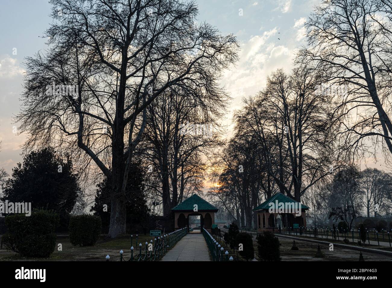 View of tall maple trees shedding leaves at the famous Shalimar garden ...
