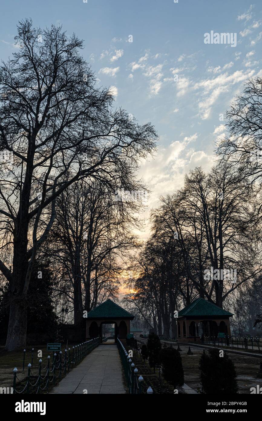 View of tall maple trees shedding leaves at the famous Shalimar garden ...