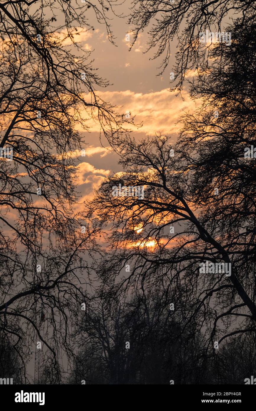 View of a sunset through the maple trees at the famous Shalimar garden ...