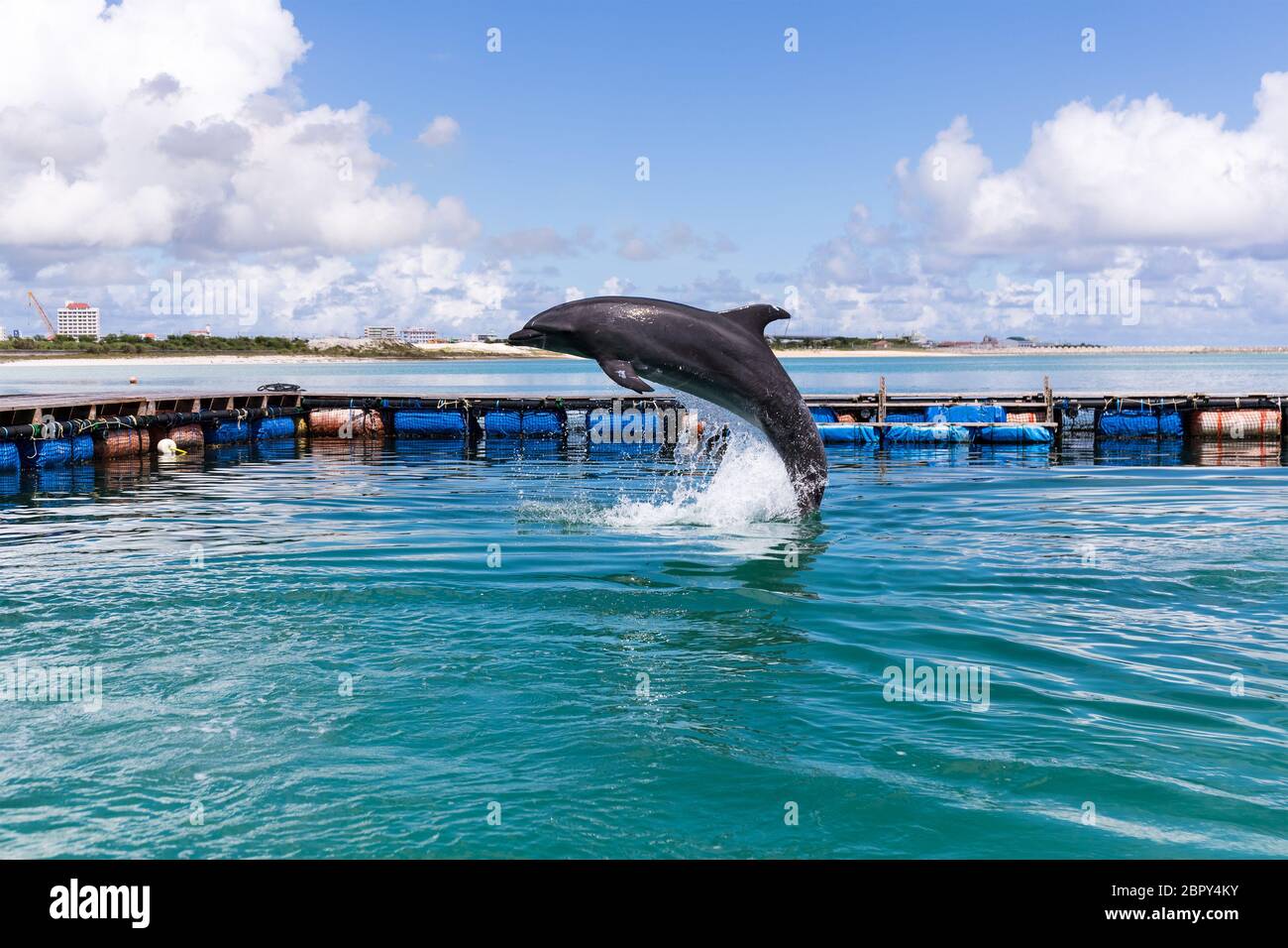 Dolphin jump out of water Stock Photo - Alamy