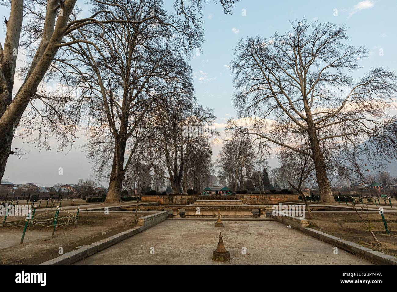 View of tall maple trees shedding leaves at the famous Shalimar garden ...