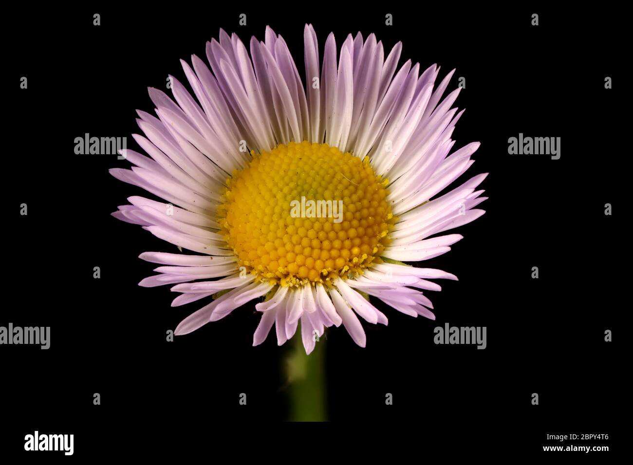 Tall Fleabane High Resolution Stock Photography and Images - Alamy