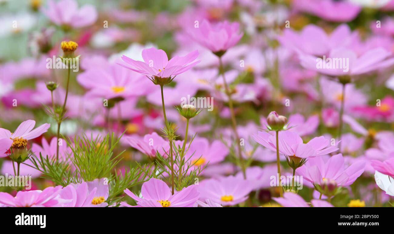 Pink cosmos flower farm hi-res stock photography and images - Alamy