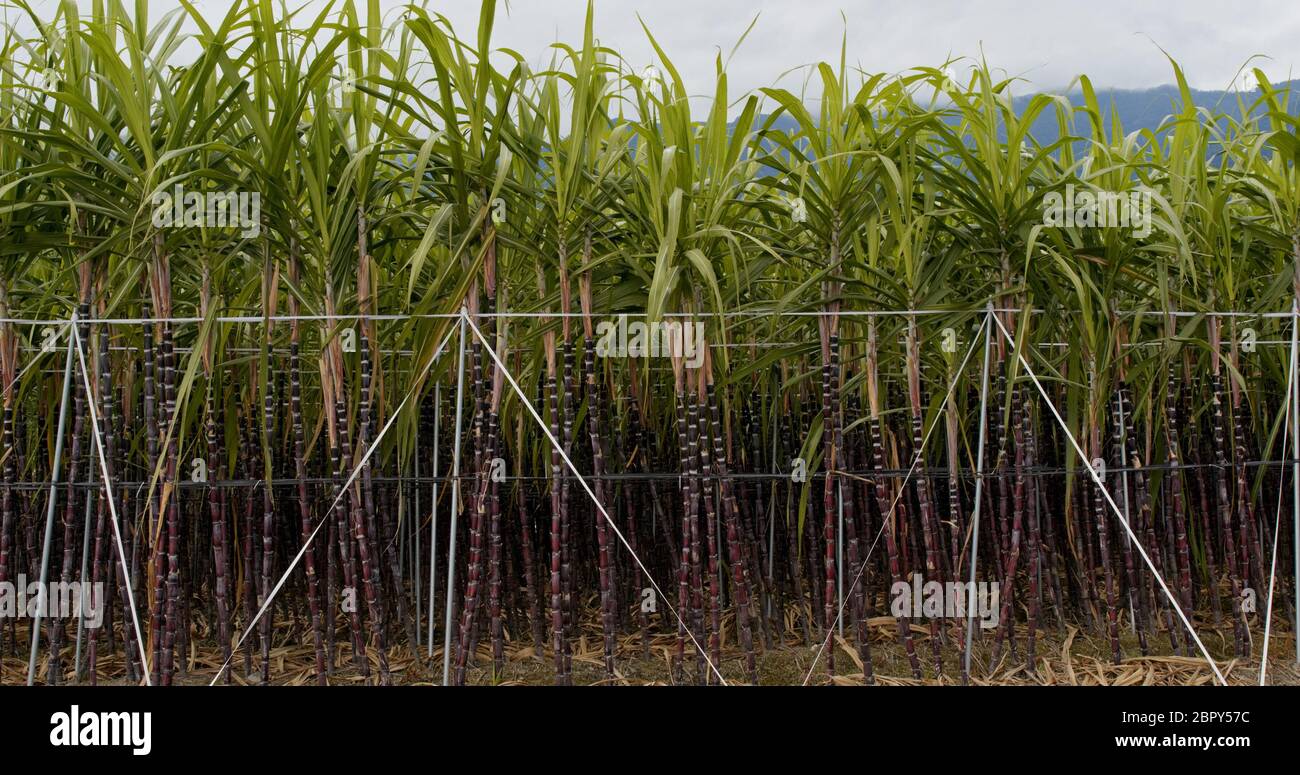 Sugar cane field Stock Photo - Alamy