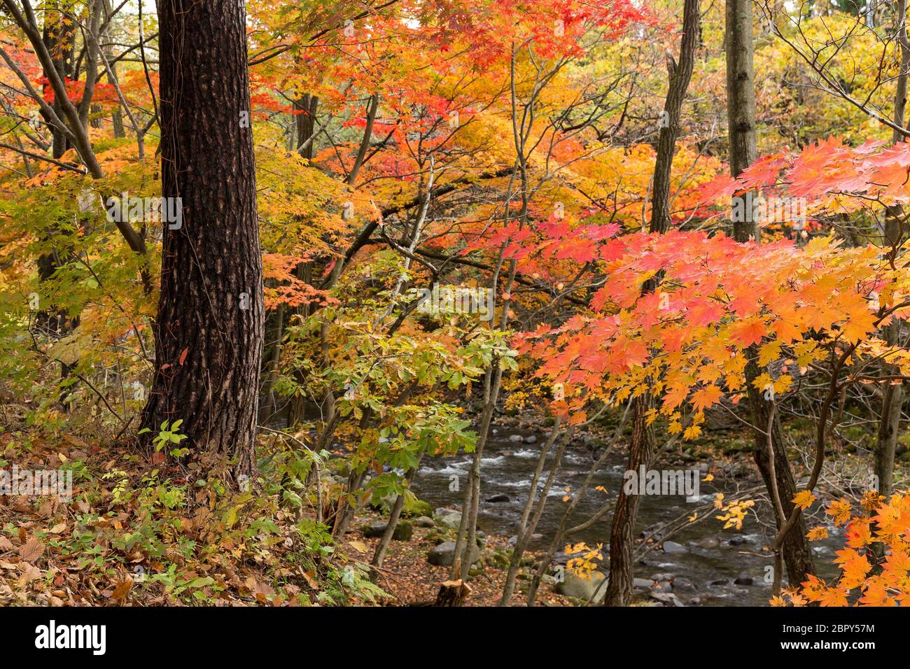 Red maple tree with river cascade Stock Photo - Alamy