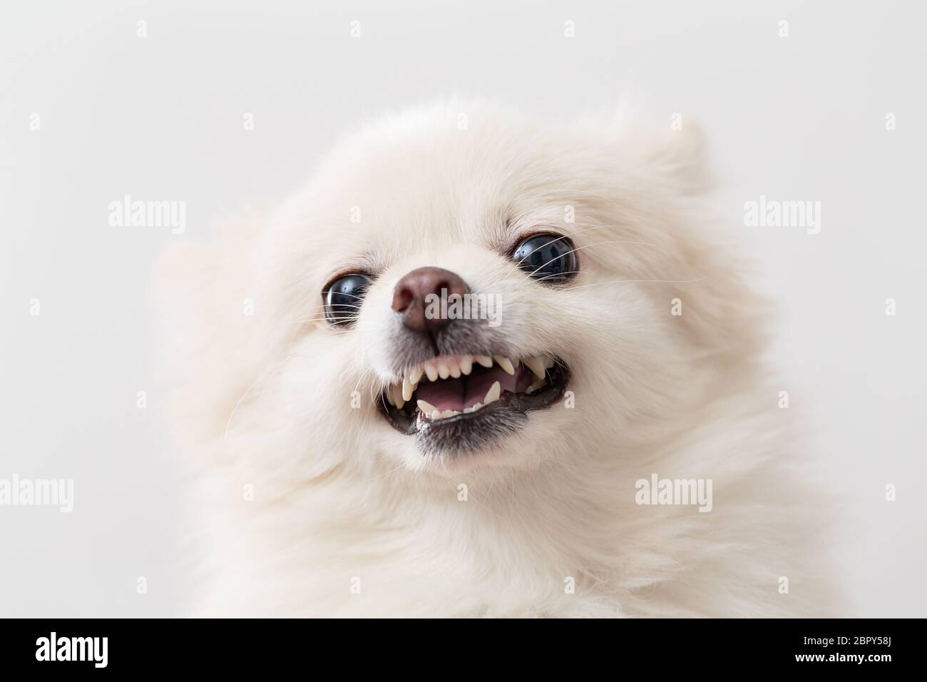 White Pomeranian feeling angry Stock Photo - Alamy