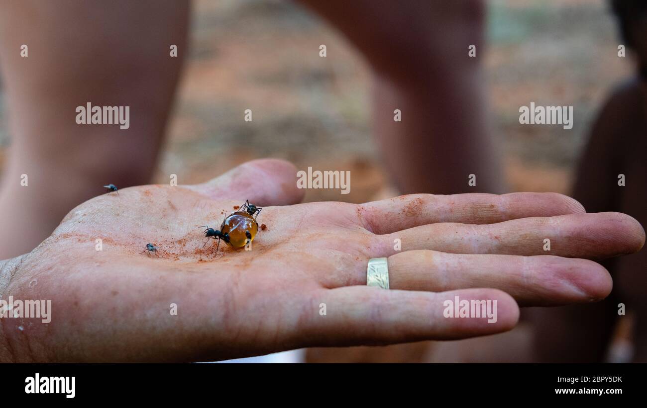 Australian bush flies hi-res stock photography and images - Alamy