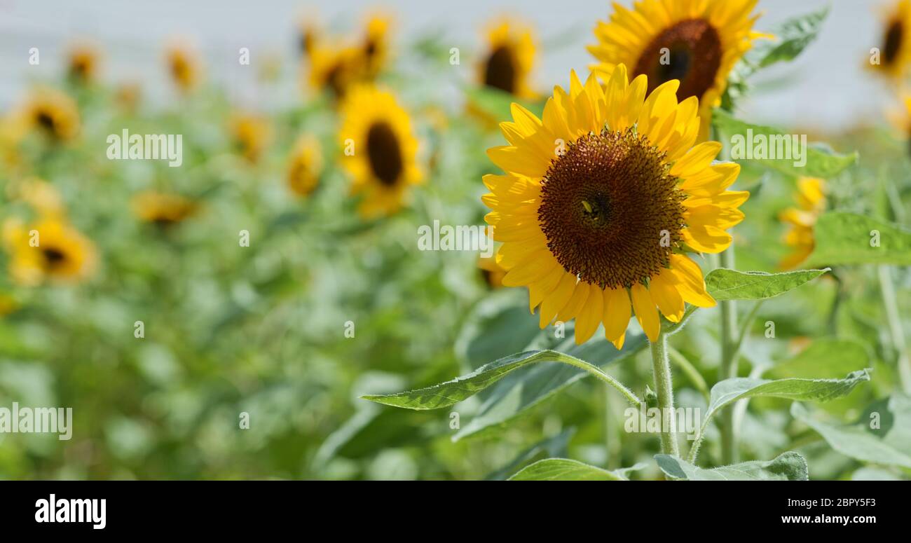 Sunflower field garden Stock Photo - Alamy