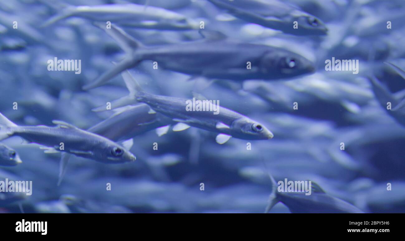 Milkfish swim in tank Stock Photo - Alamy