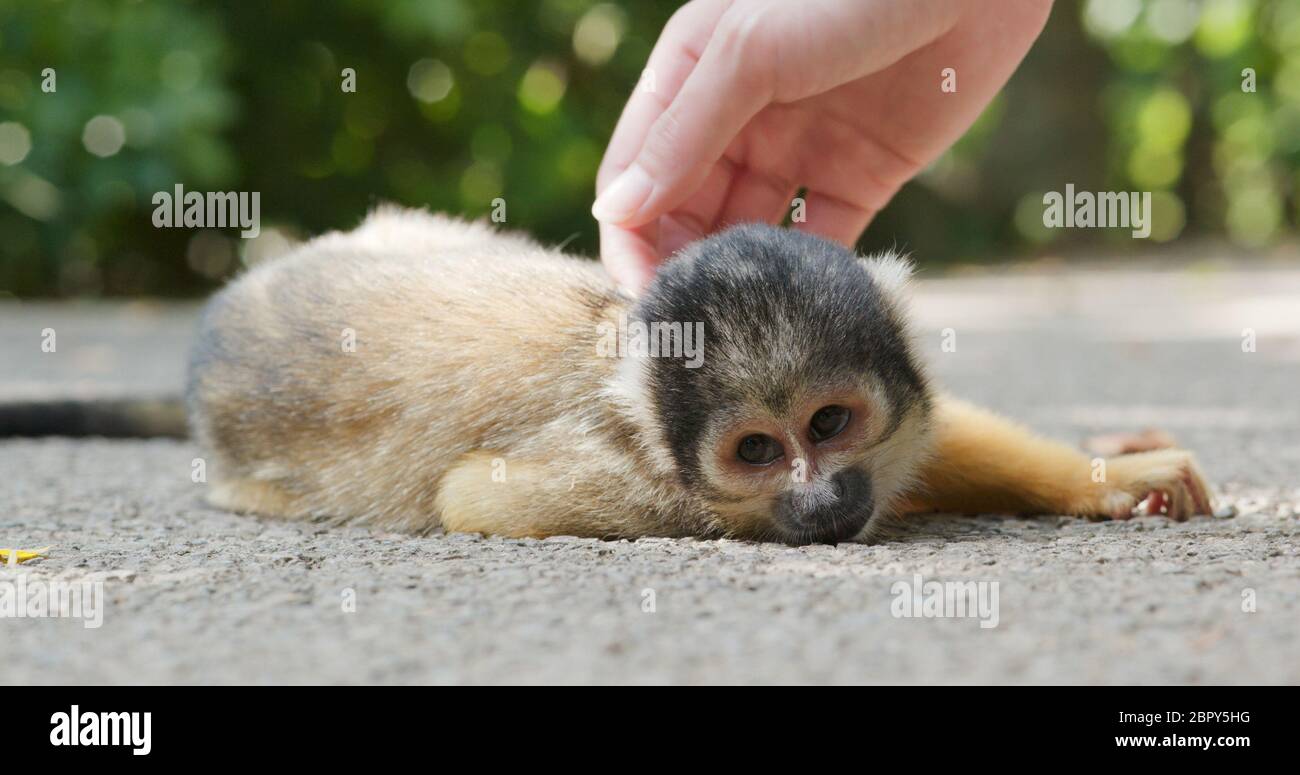 Baby monkeys fighting hi-res stock photography and images - Alamy