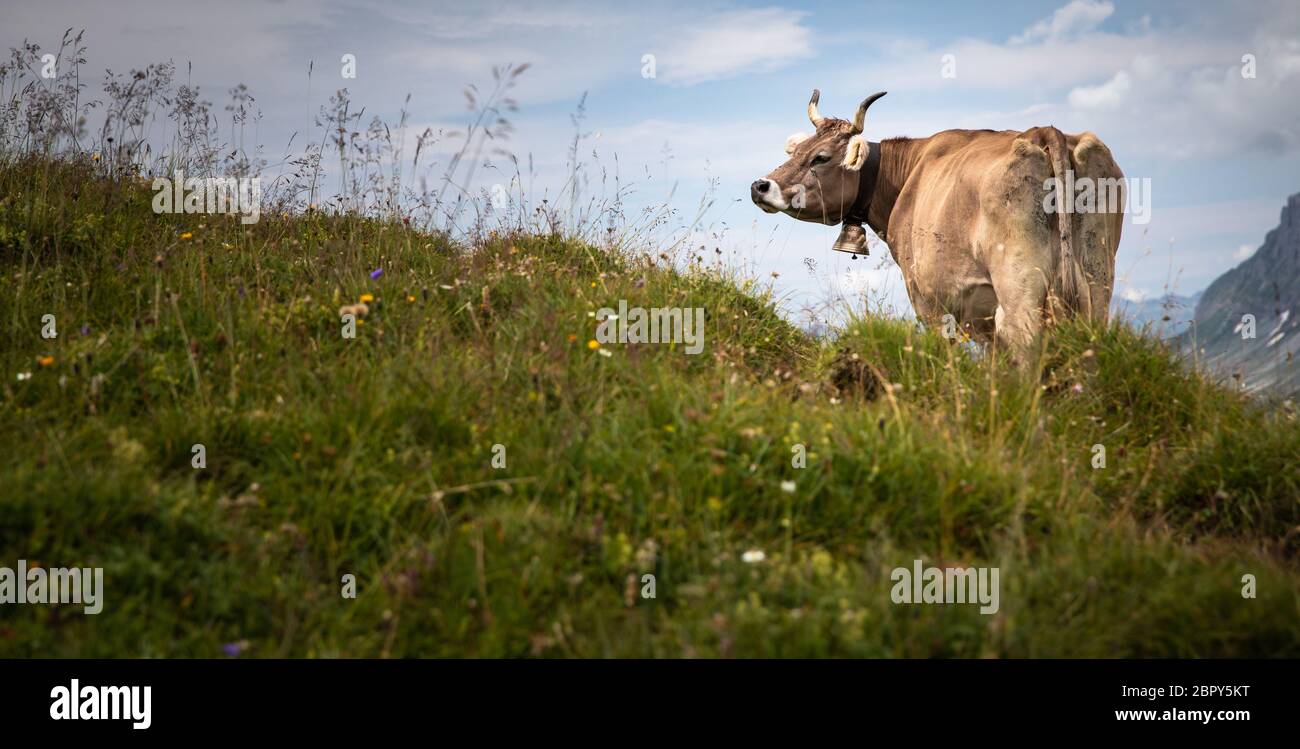 Brown swiss cow autumn hi-res stock photography and images - Alamy