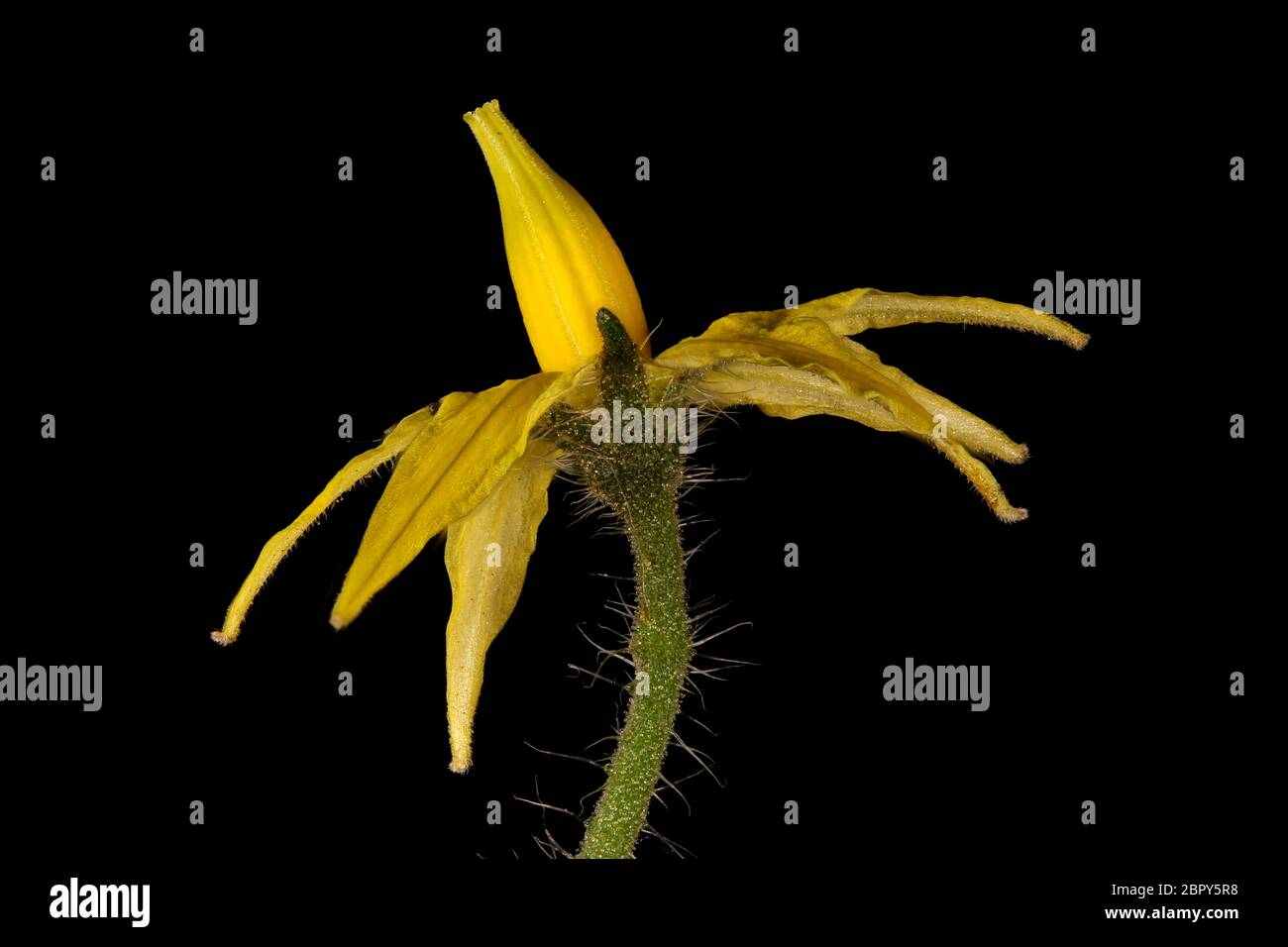 Solanum lycopersicum illustration hi-res stock photography and images ...