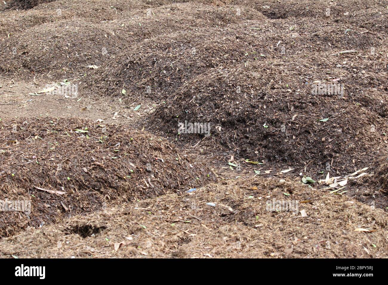 Closeup of compost prepared in Sanjay Lake Park, Trilokpuri, New Delhi ...