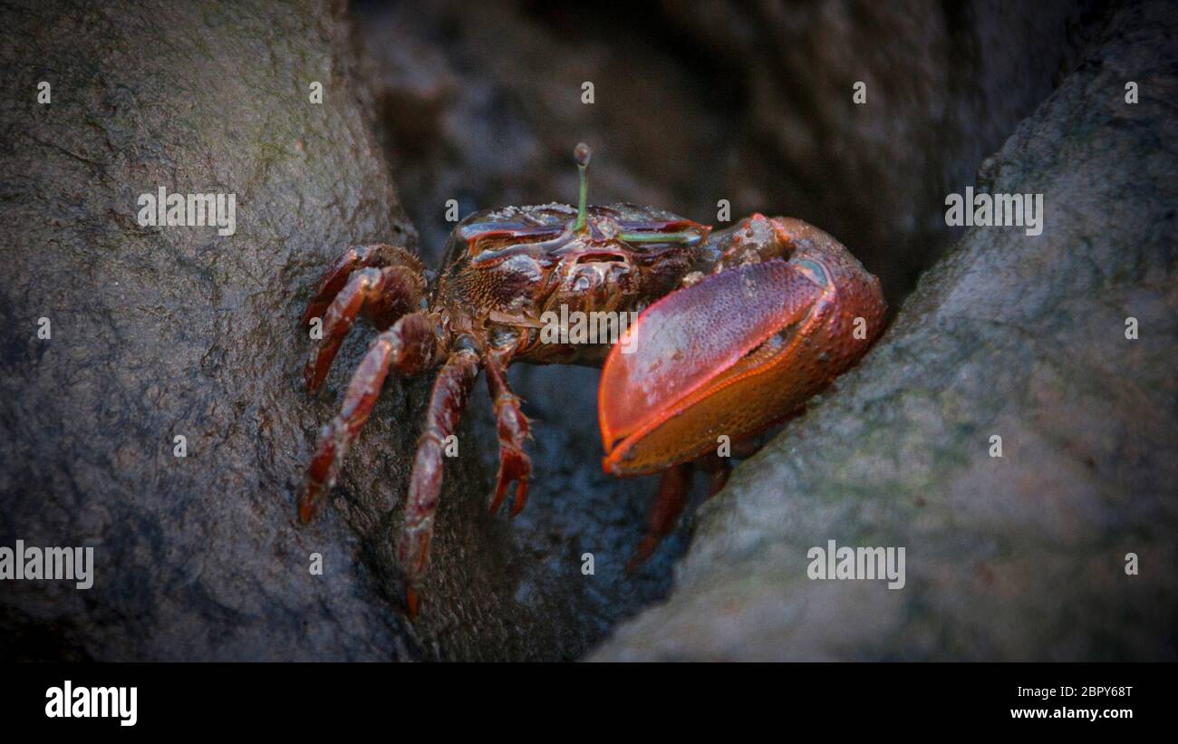 crab in his home Stock Photo - Alamy