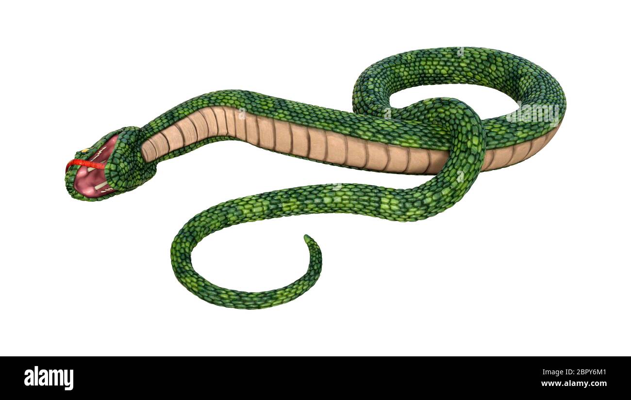 3D rendering of a green giant fantasy snake isolated on white ...