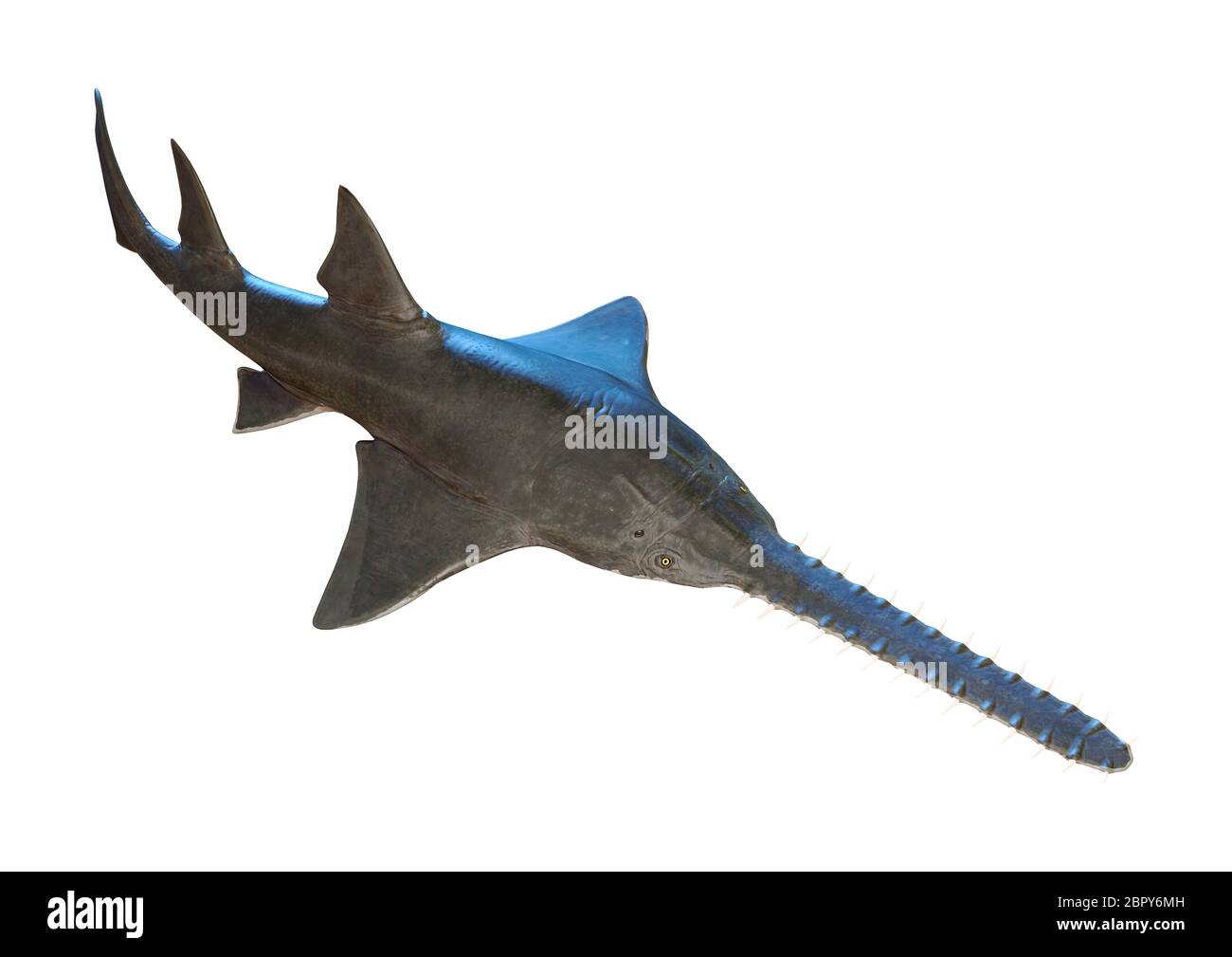3D rendering of an Onchopristis, a genus of extinct giant ...
