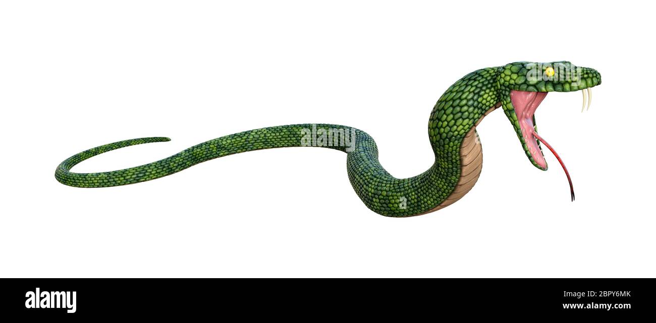 3D rendering of a green giant fantasy snake isolated on white ...
